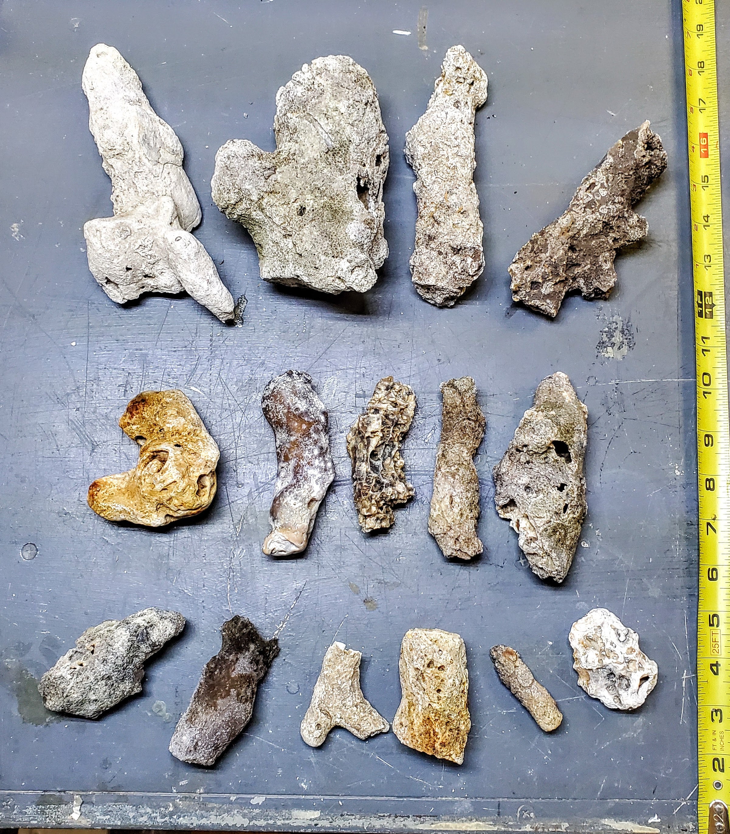 Unopened Agatized Coral Finger Geodes | The Geode Guys